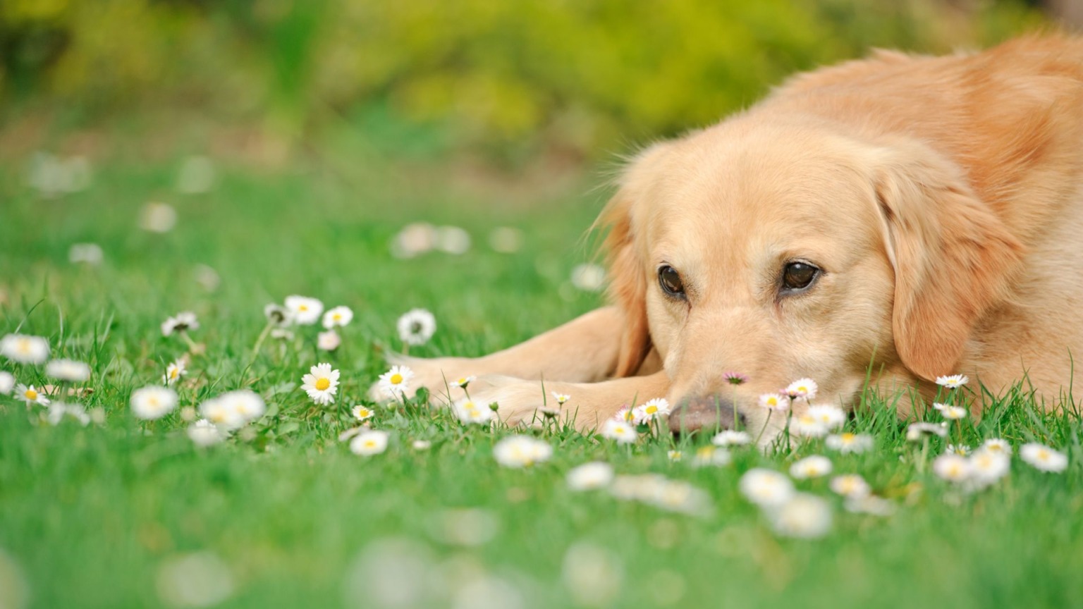 WHCA-TV – Providing community access to media in the towns of Whitman ...